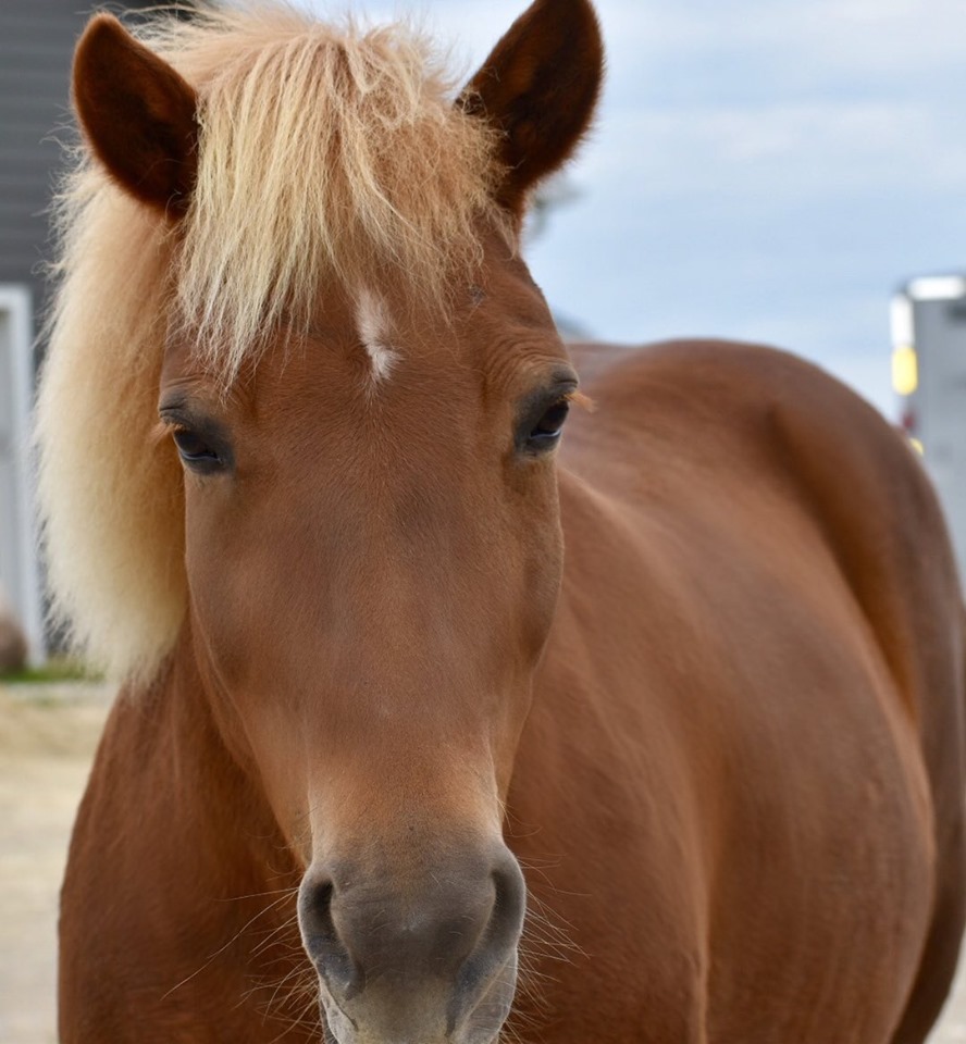 The Wisdom of a Boss Mare: Leadership Lessons for Life – IamGlytja